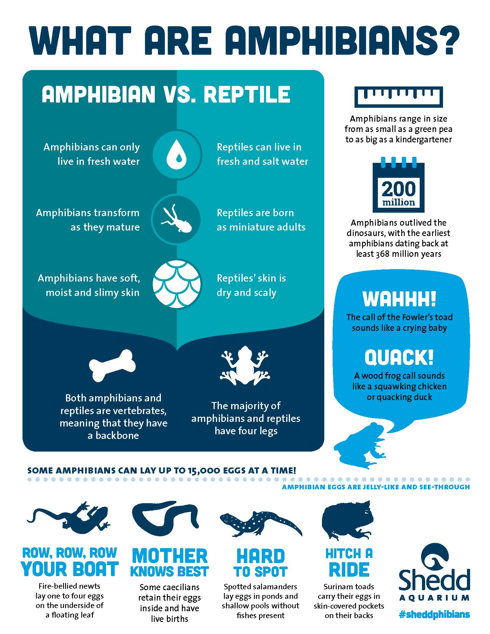 Amphibians infographics – Lindsey Young